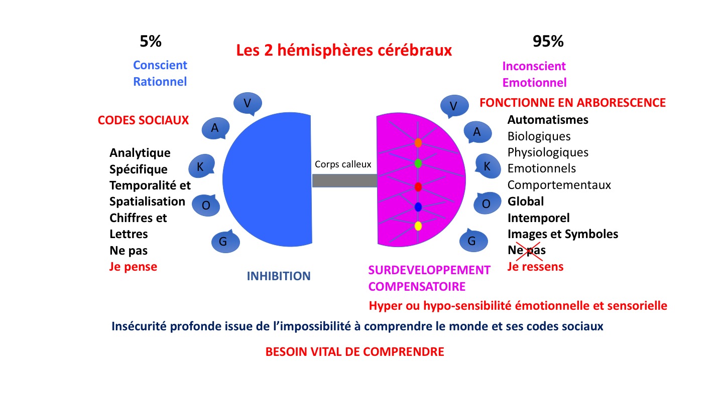 Le cerveau - Neurotypique vs HPE - DE EXPRESS -Détachement Émotionnel ...